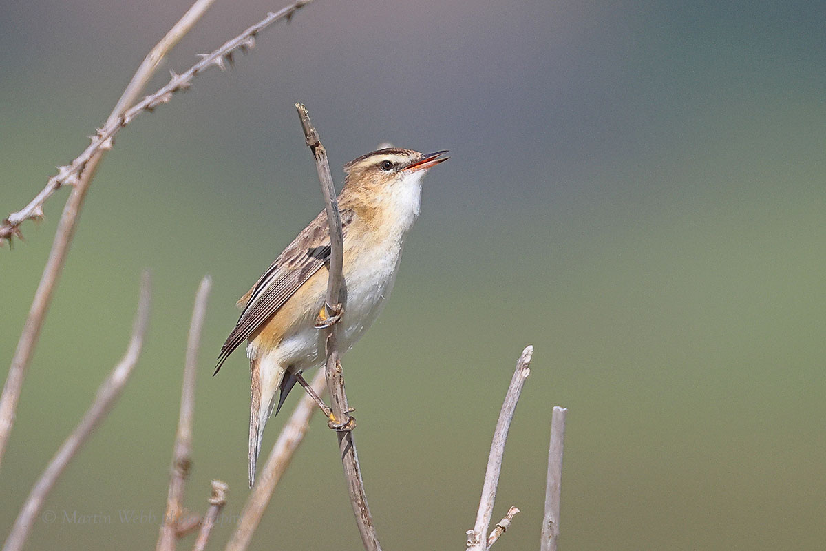 Sedge Warbler by Martin Webb - BirdGuides