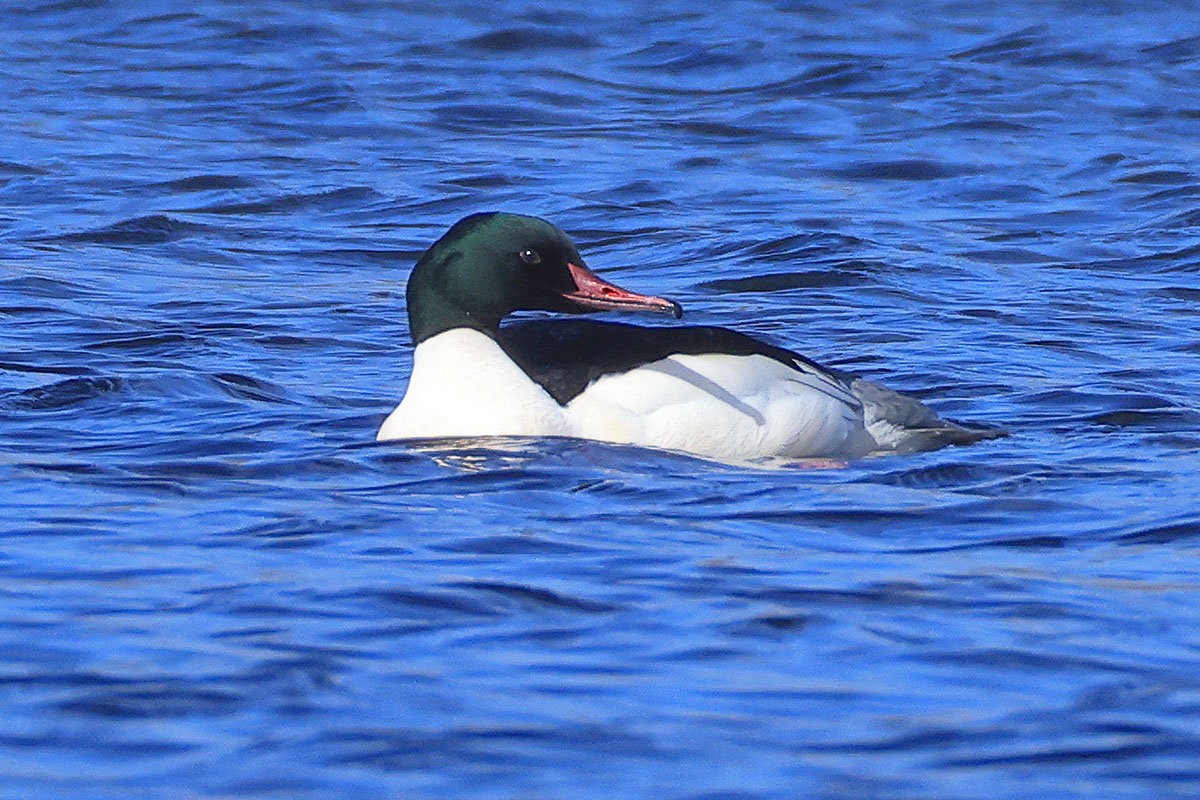 Goosander by Martin Webb - BirdGuides