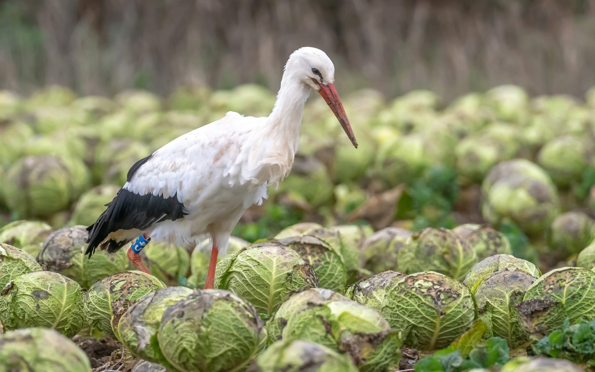 White Stork by Mark James - BirdGuides