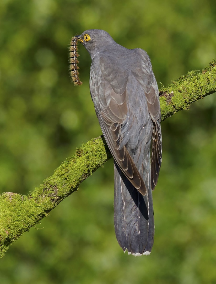 Common Cuckoo by Clive Daelman - BirdGuides