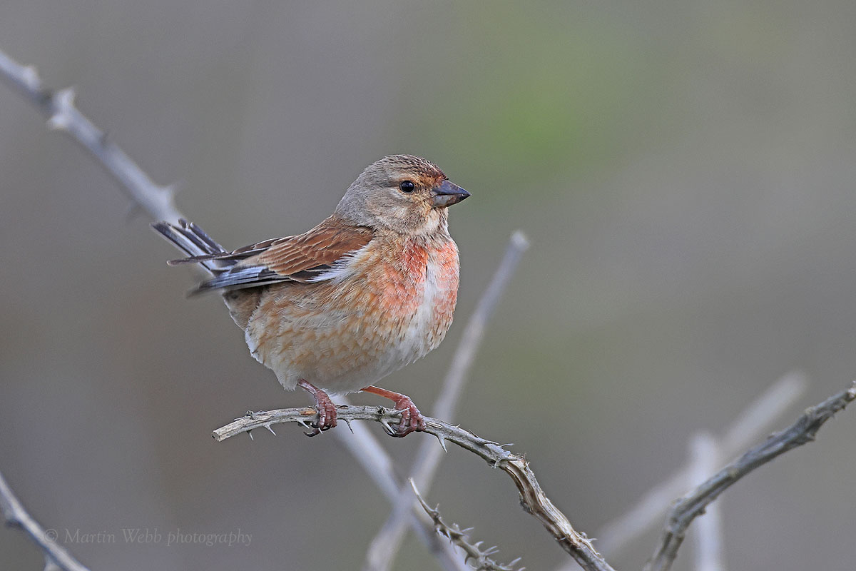 Common Linnet by Martin Webb - BirdGuides