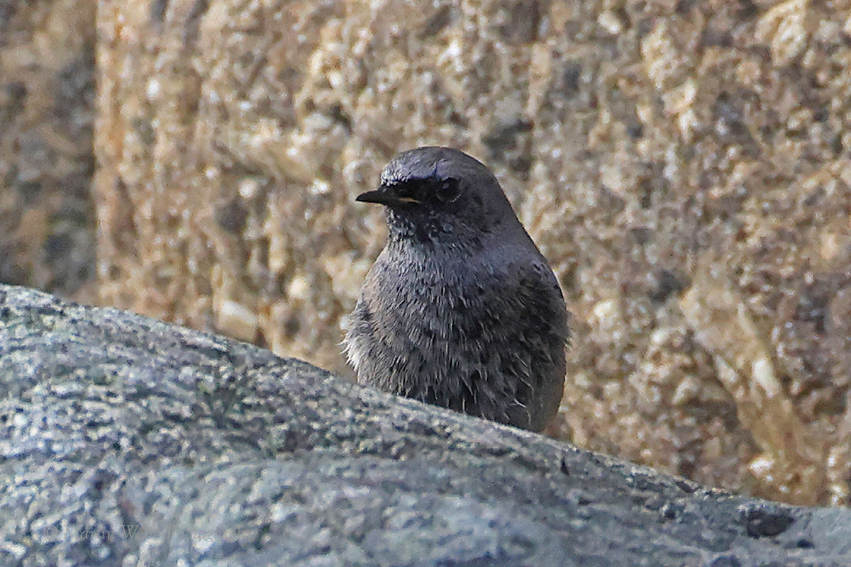 Black Redstart by Martin Webb - BirdGuides