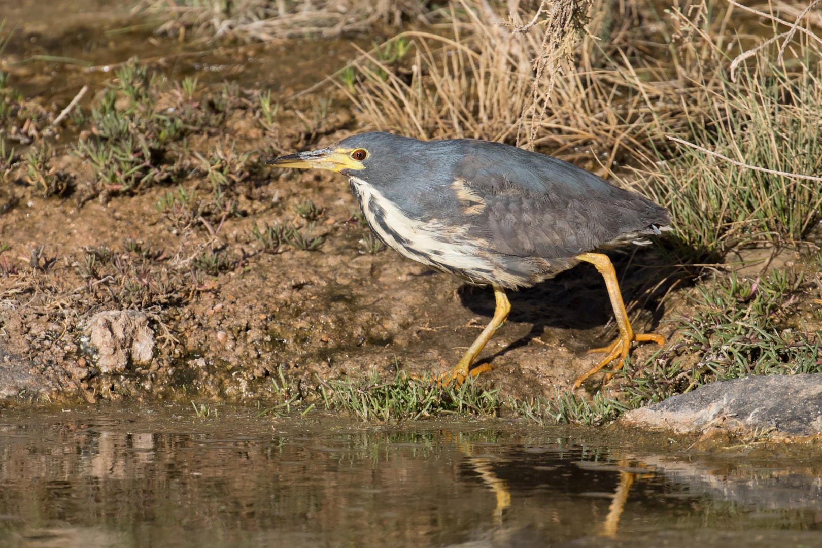 Dwarf Bittern by Josh Jones - BirdGuides