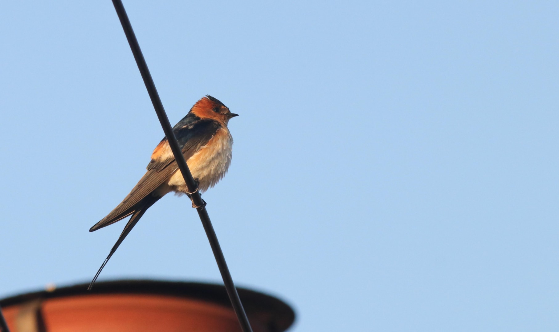 Red-rumped Swallow by Bethan Clyne - BirdGuides
