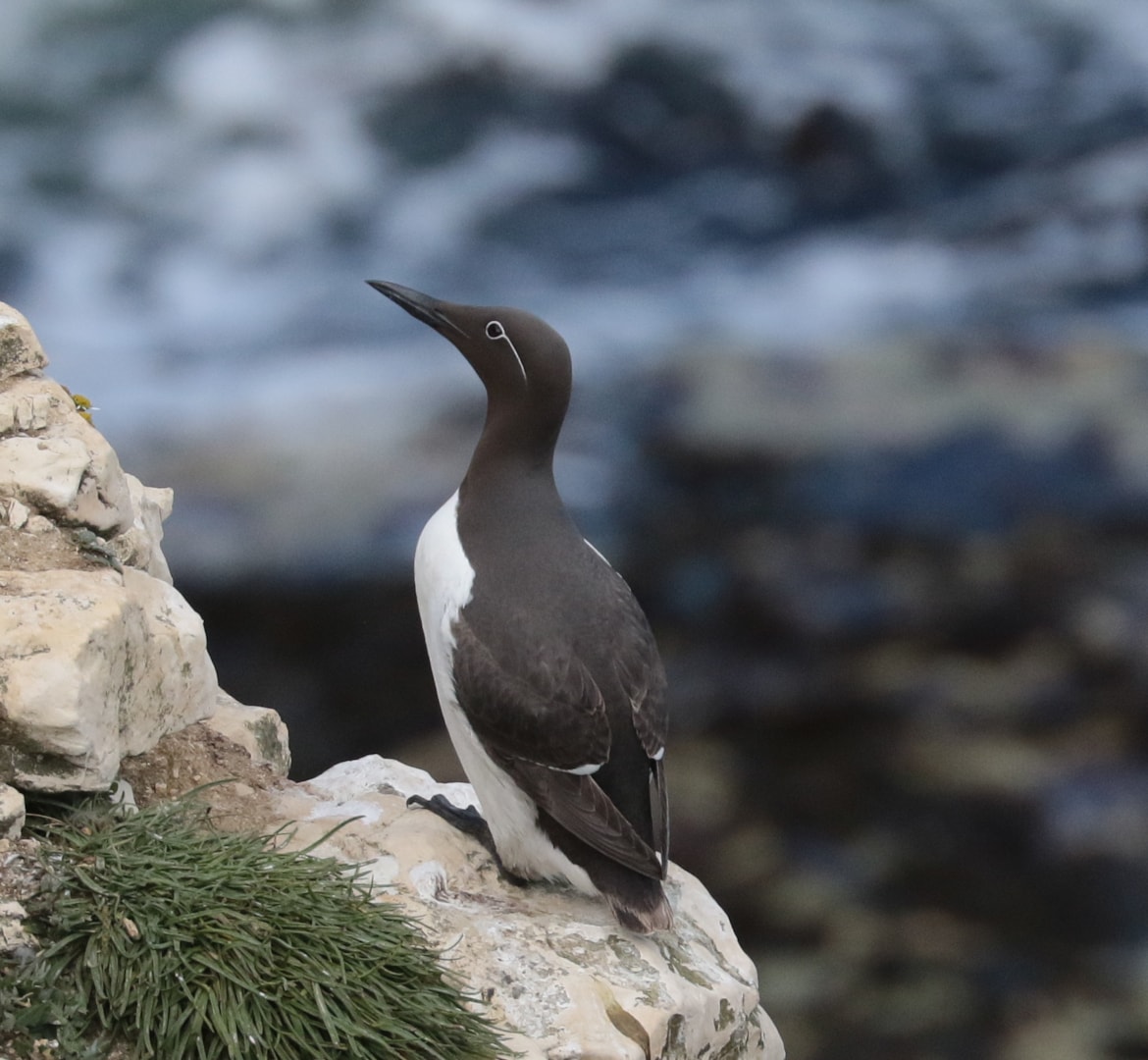 Guillemot by Myrfyn Davies - BirdGuides