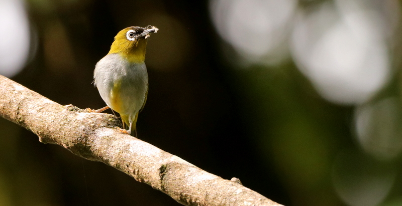 Black-capped White-eye by Kris Webb - BirdGuides