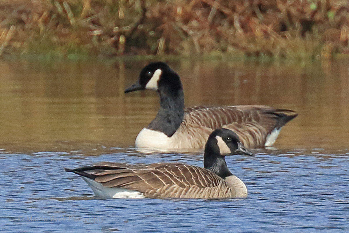 Details : Lesser Canada Goose - BirdGuides