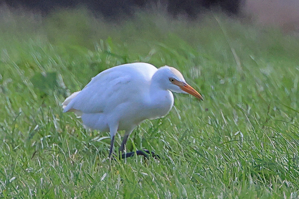 Crowlas Birdwatching Site - BirdGuides