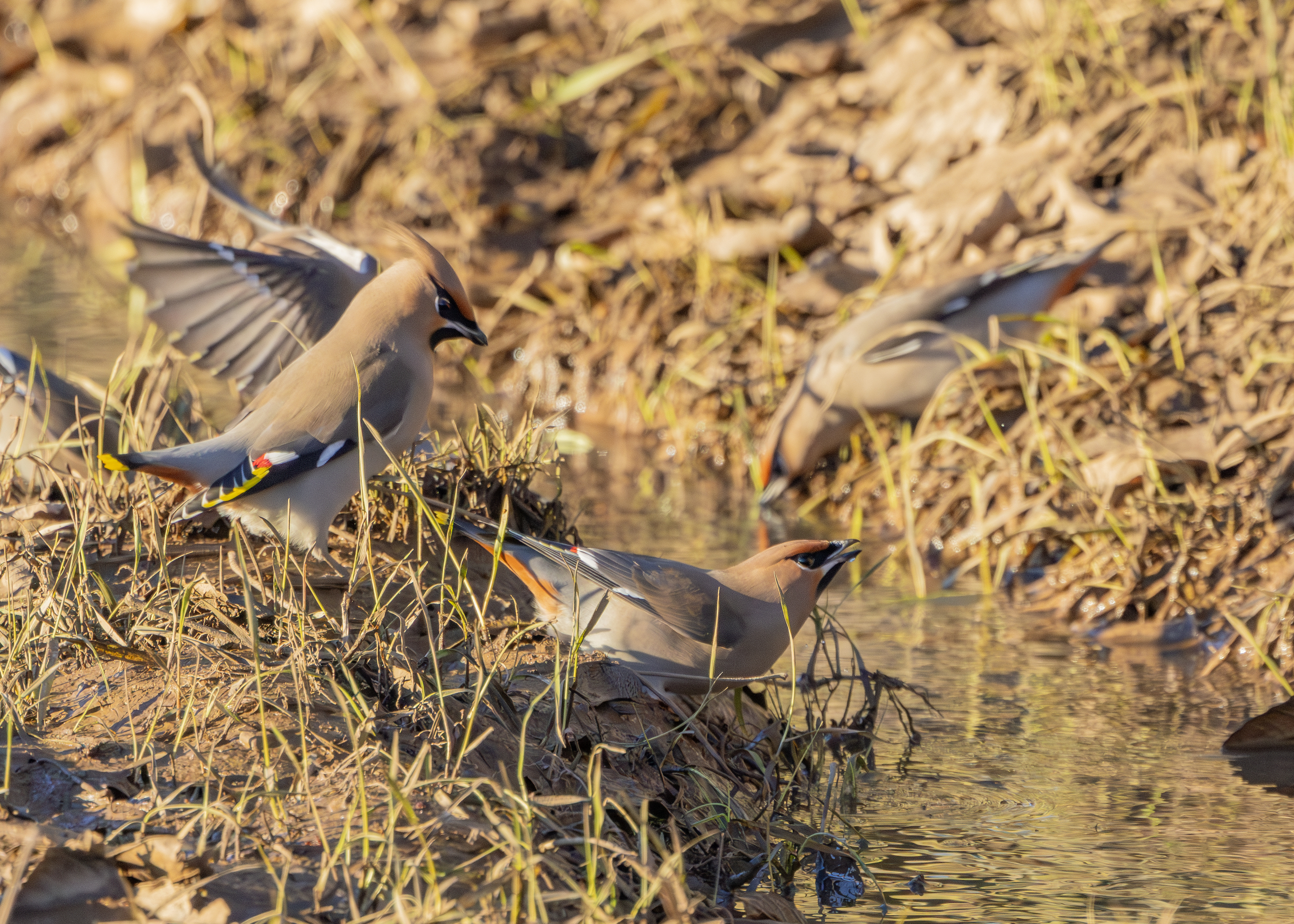 Waxwing by Nathaniel Dargue - BirdGuides