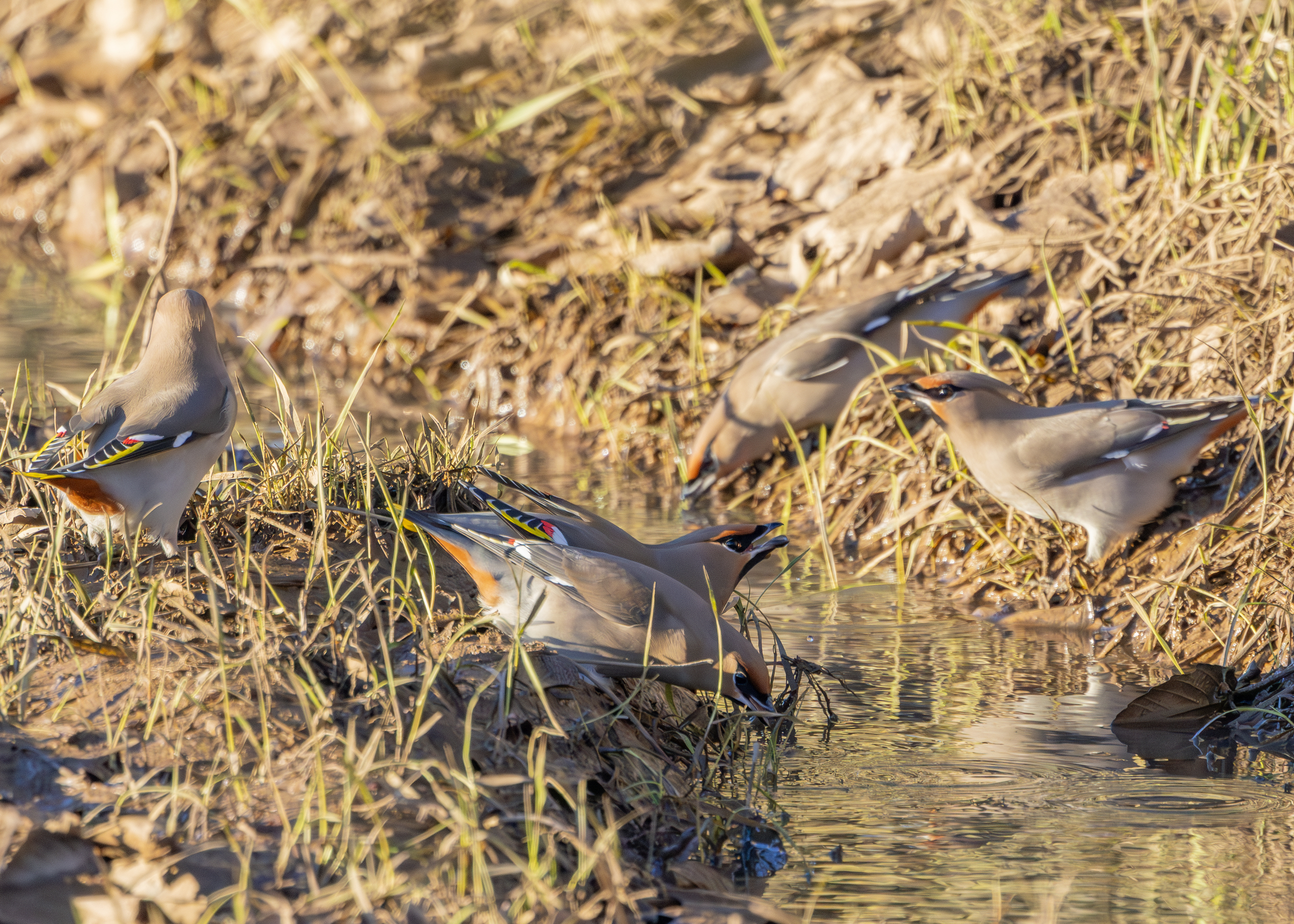 Waxwing by Nathaniel Dargue - BirdGuides