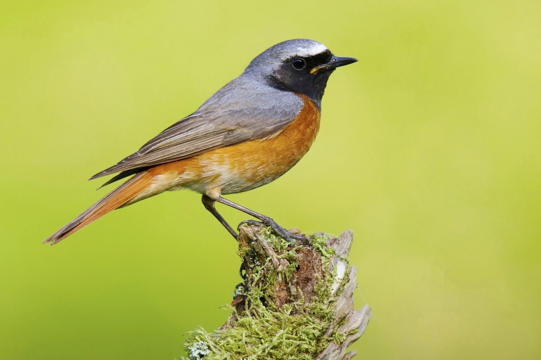 Common Redstart by Clive Daelman - BirdGuides