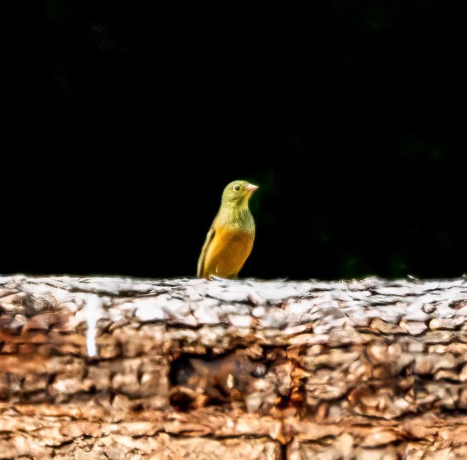 Ortolan Bunting by Dave Ward - BirdGuides
