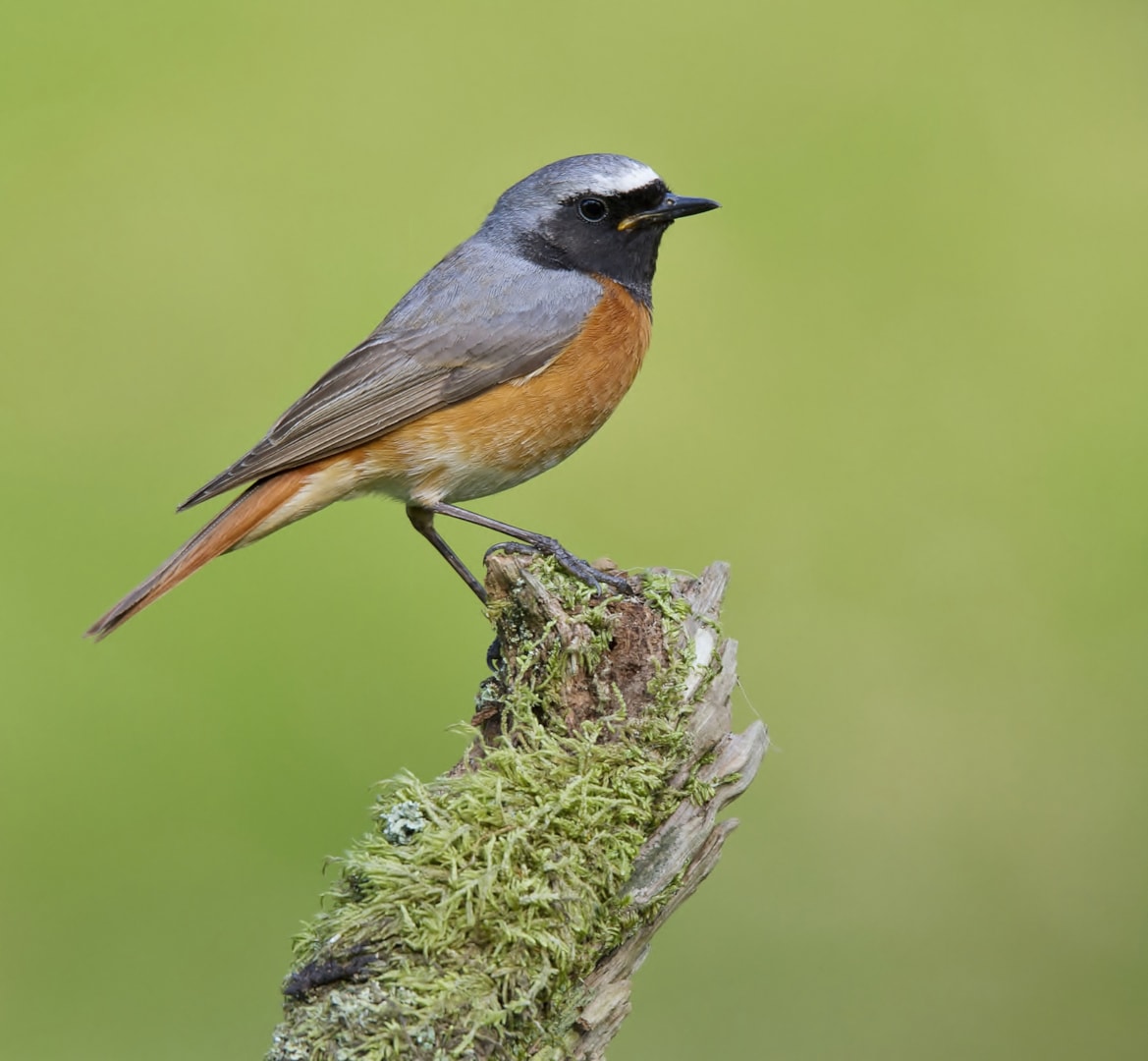 Common Redstart by Clive Daelman - BirdGuides
