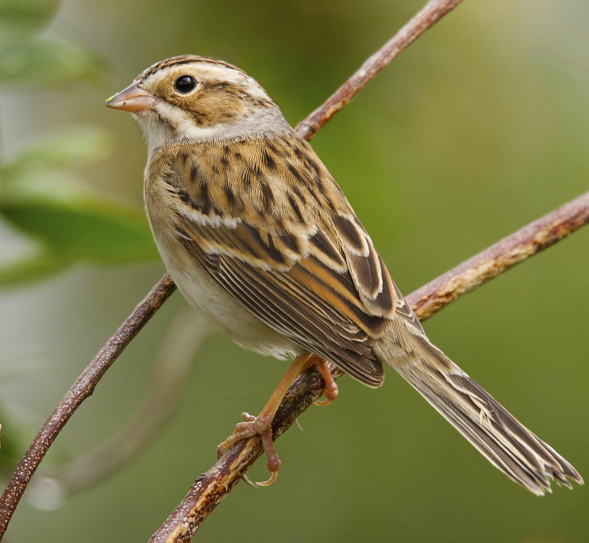Details : Clay-coloured Sparrow - BirdGuides