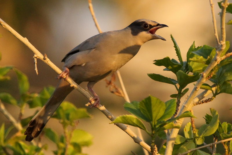 Details : Grey Hypocolius - BirdGuides