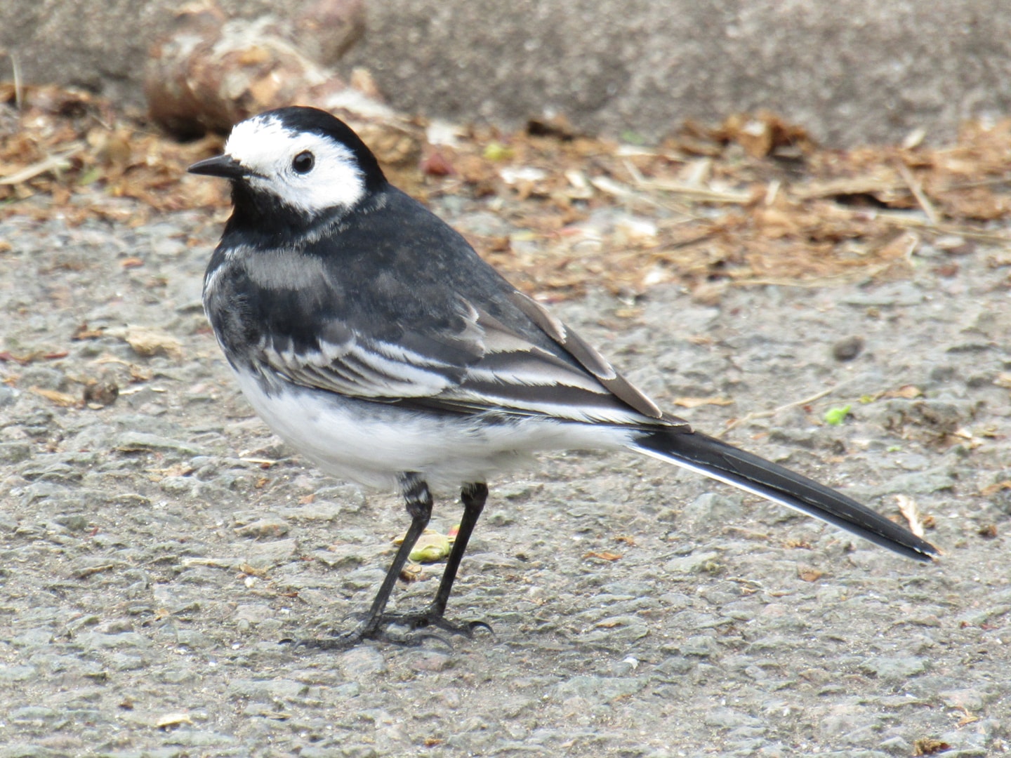 Pied Wagtail by Matthew Webb - BirdGuides