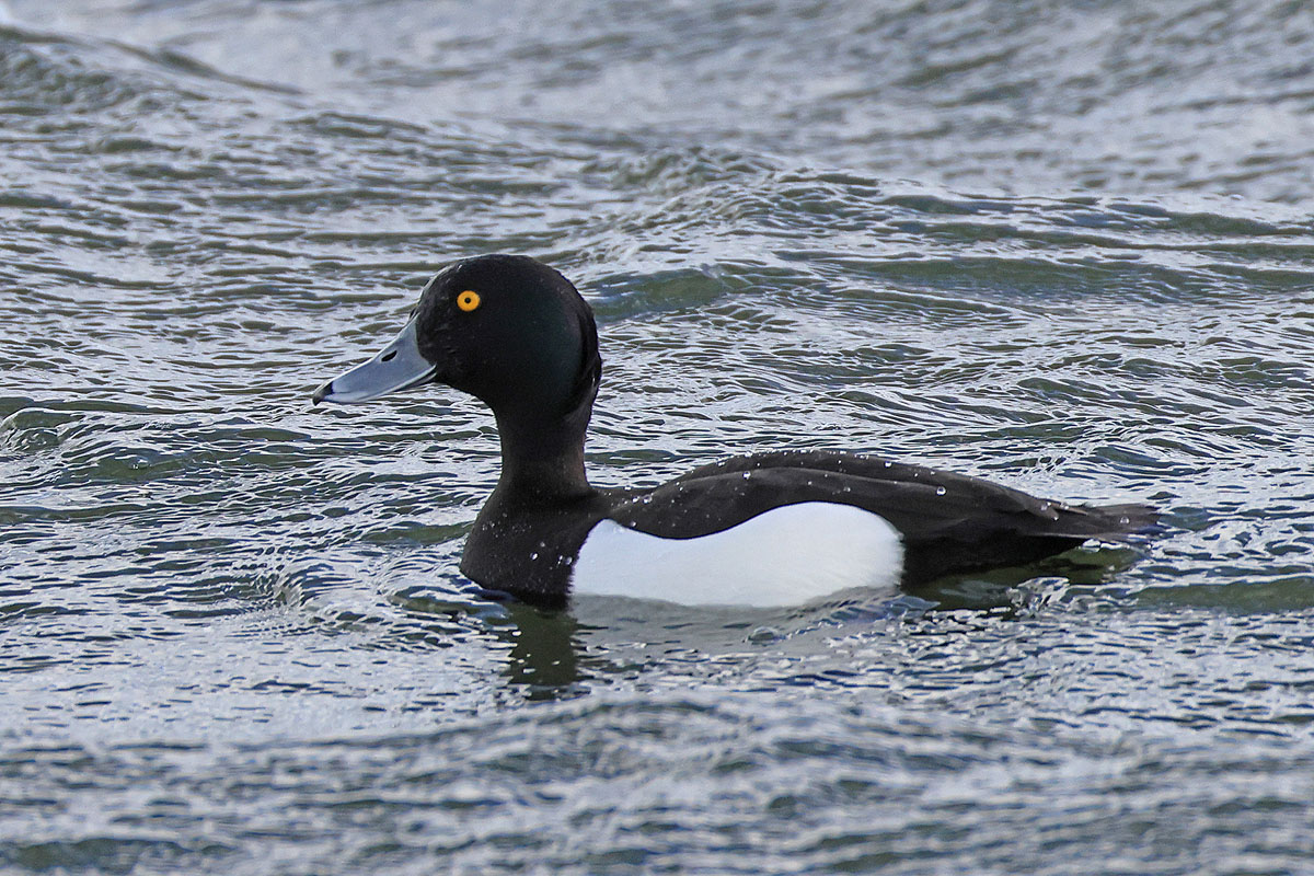 Tufted Duck by Martin Webb - BirdGuides