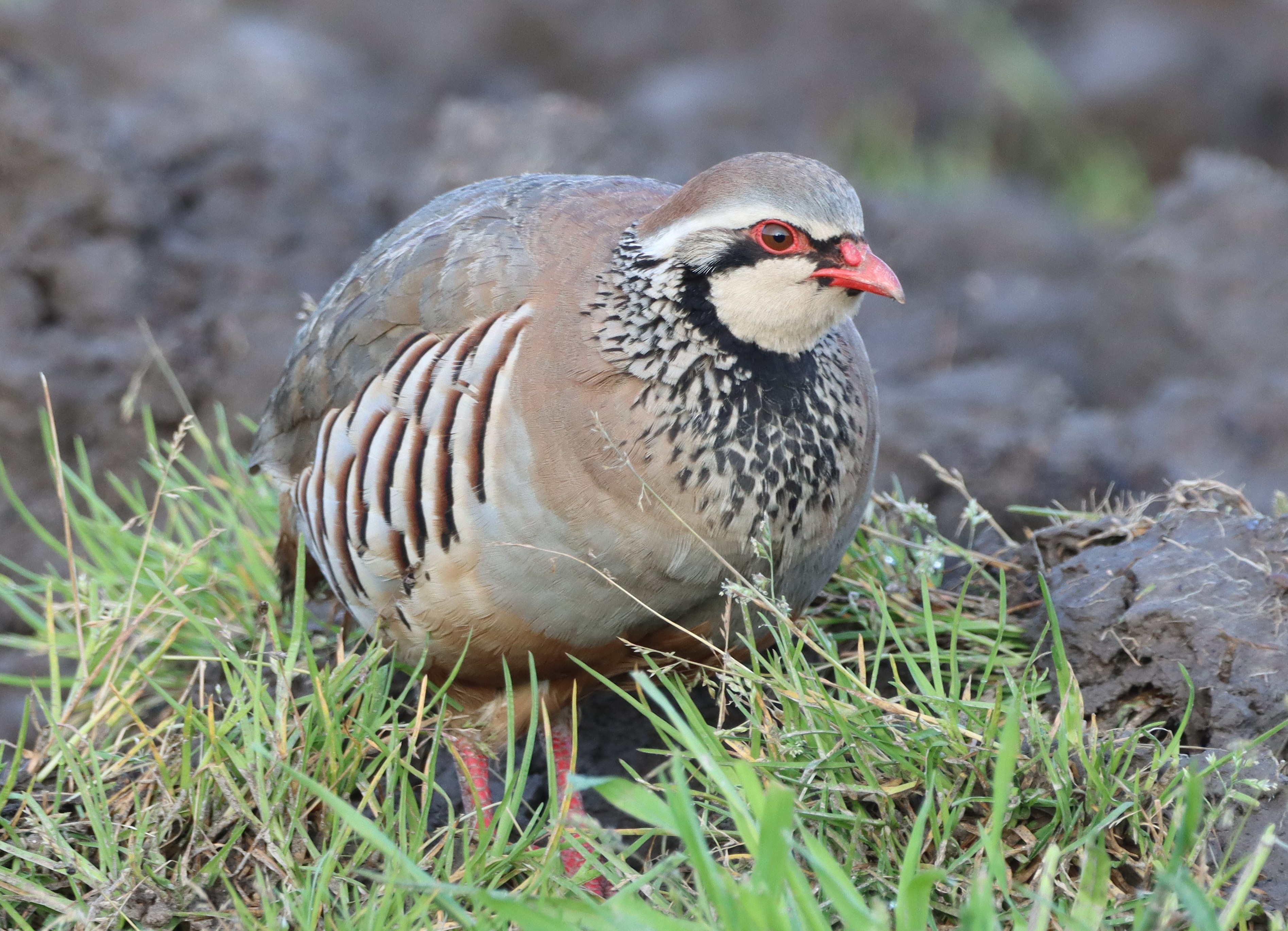 Red-legged Partridge by Phil Slade - BirdGuides
