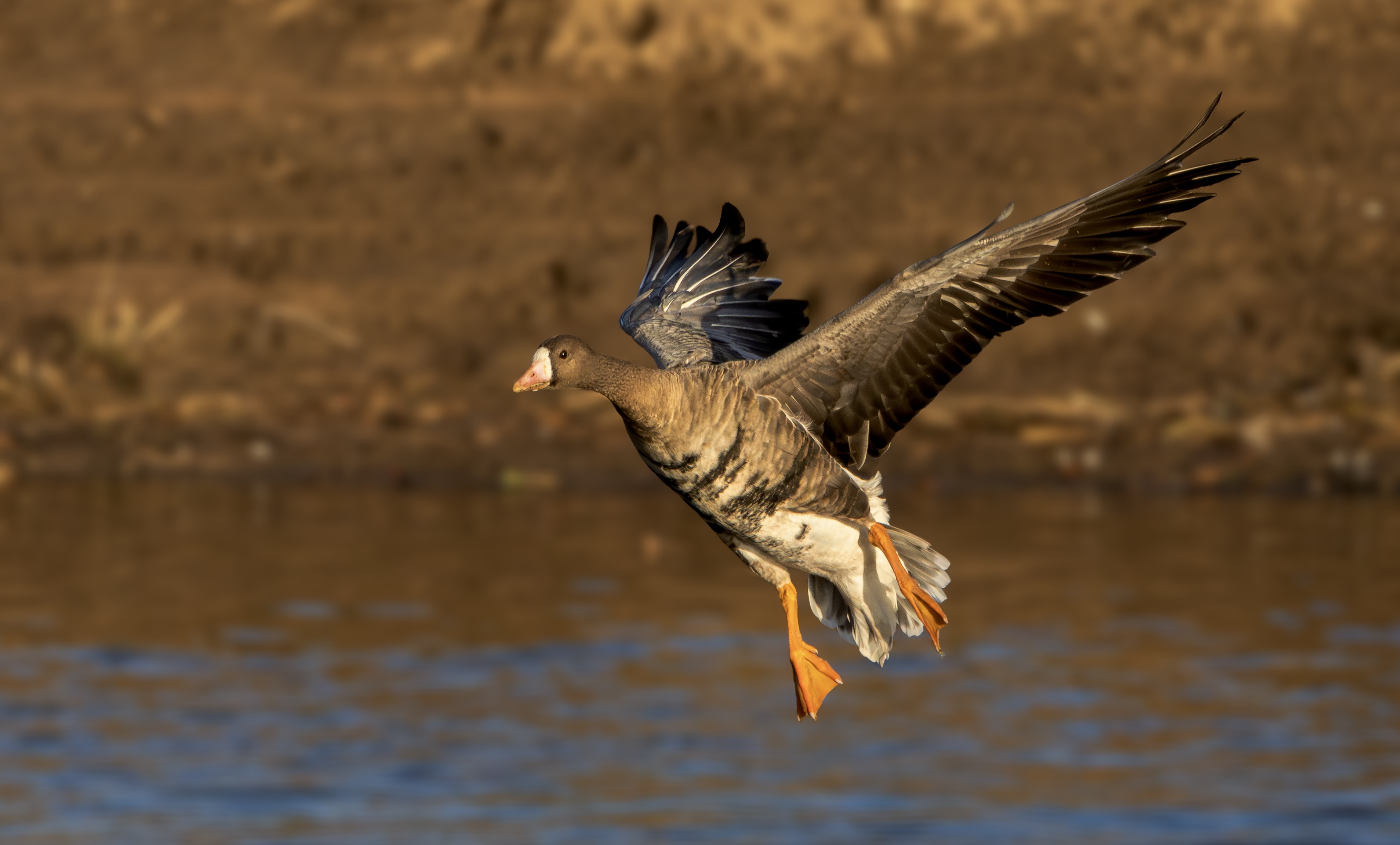 Russian White-fronted Goose by Miles Cluff - BirdGuides