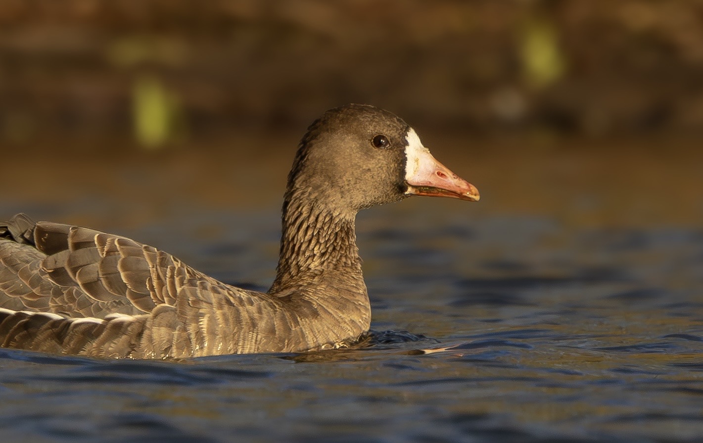 Russian White-fronted Goose by Miles Cluff - BirdGuides