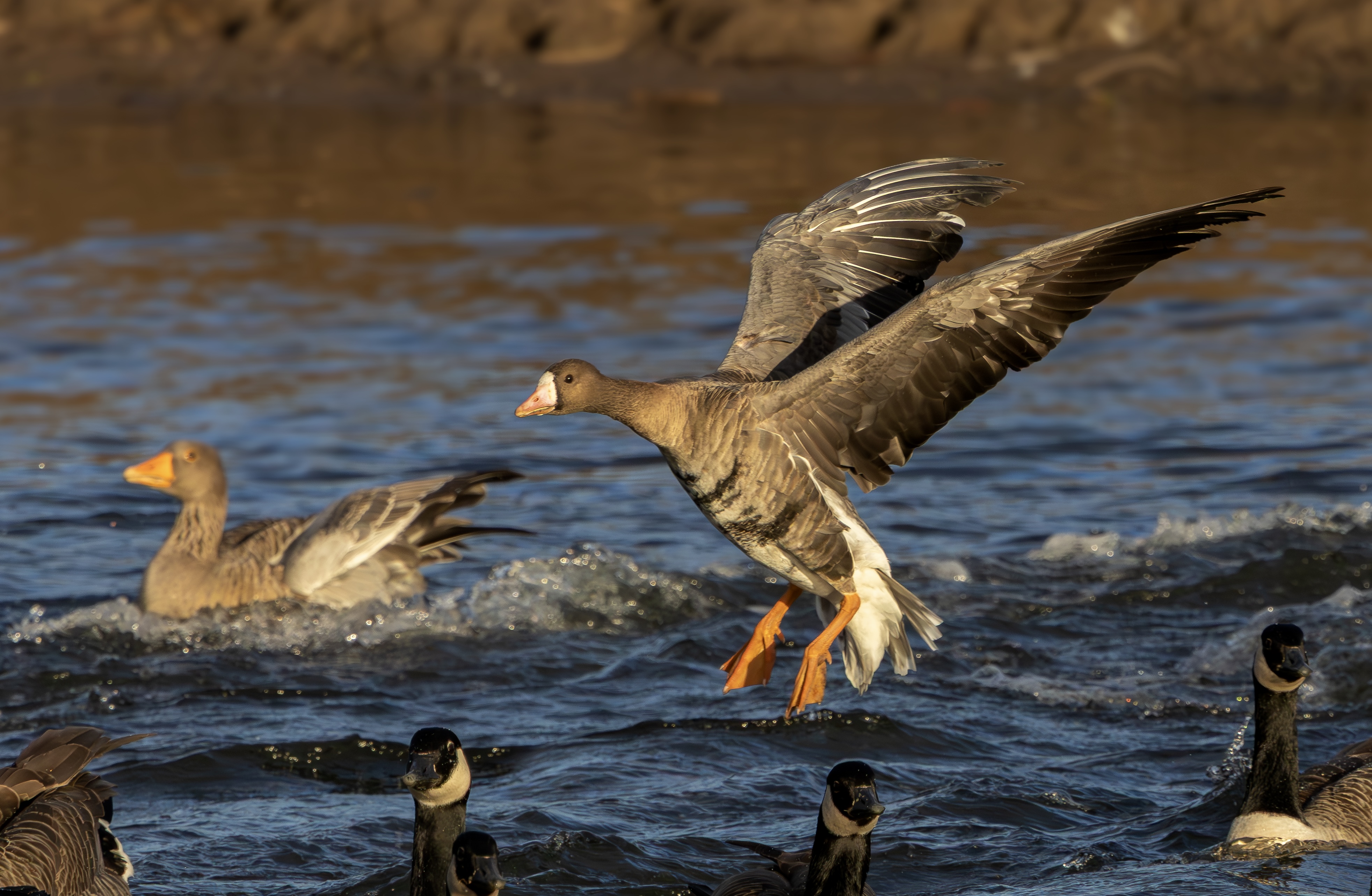 Russian White-fronted Goose by Miles Cluff - BirdGuides