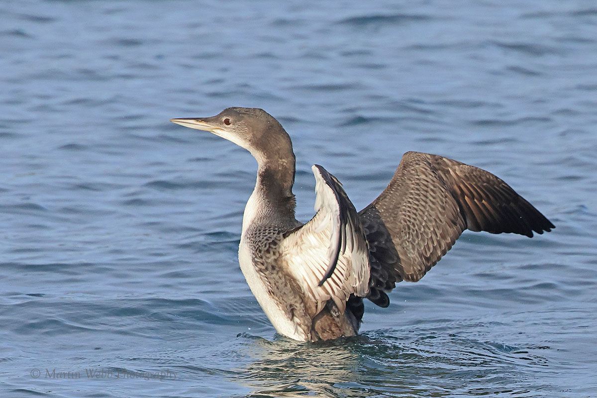 Great Northern Diver by Martin Webb - BirdGuides