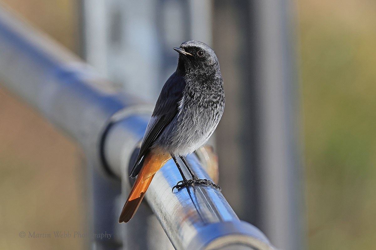 Black Redstart by Martin Webb - BirdGuides