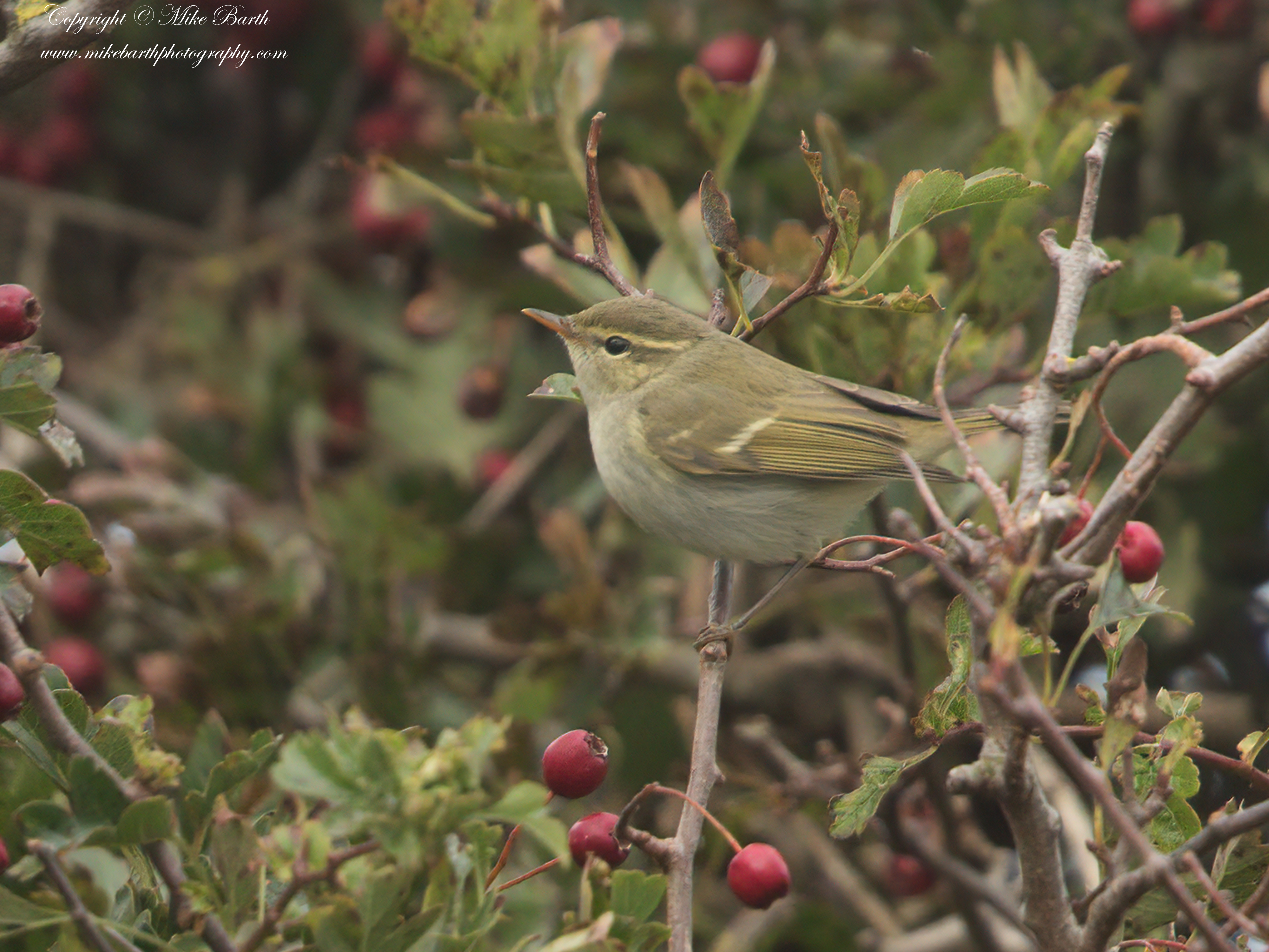 Details : Two-barred Warbler - BirdGuides
