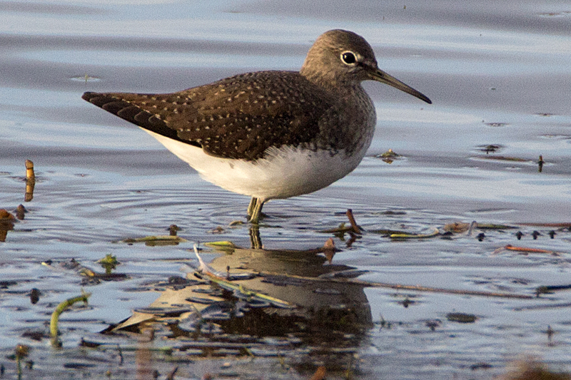 Baron's Haugh RSPB Birdwatching Site - BirdGuides