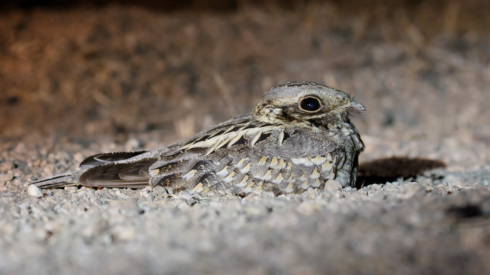 Details : Indian Nightjar - BirdGuides