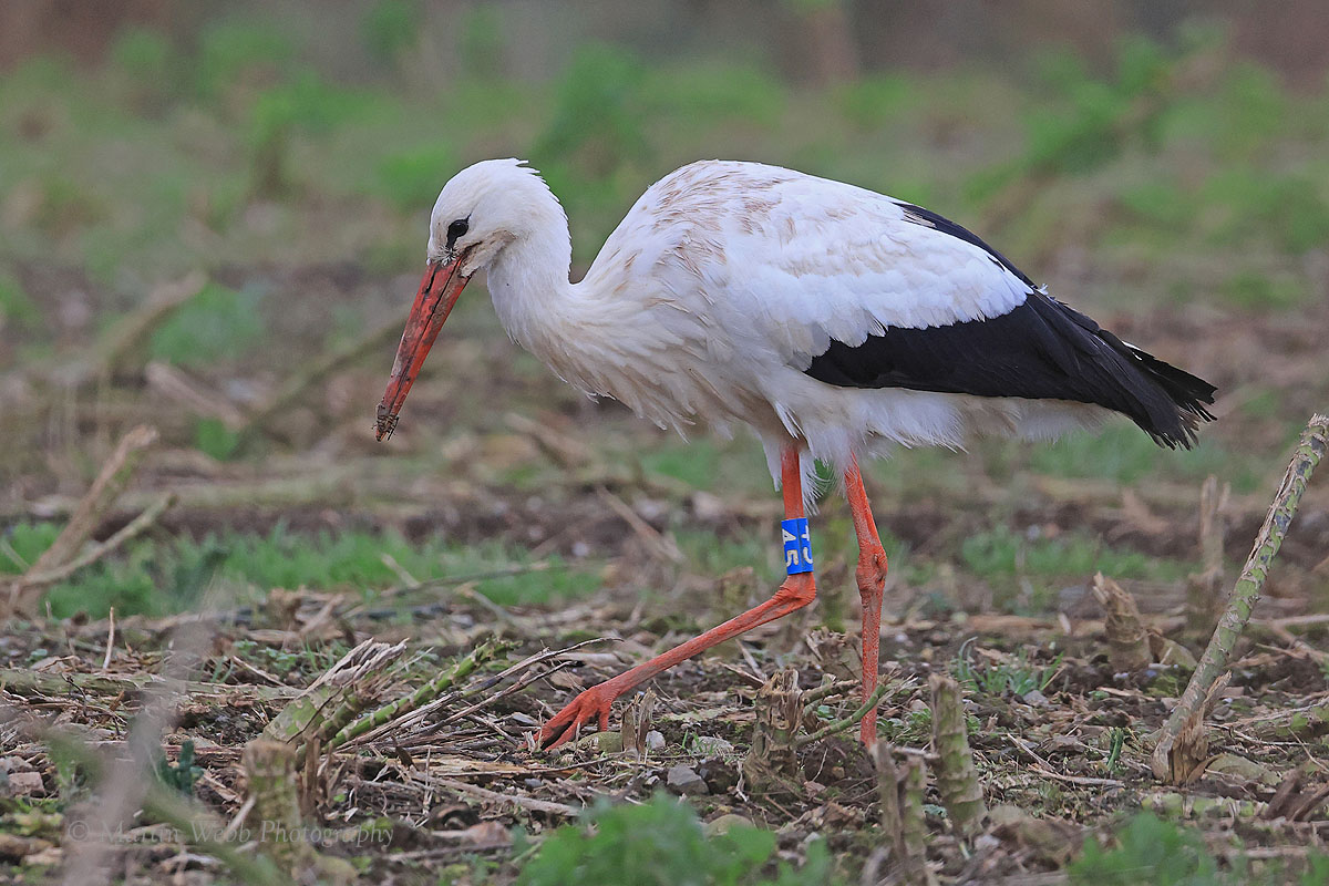 White Stork by Martin Webb - BirdGuides