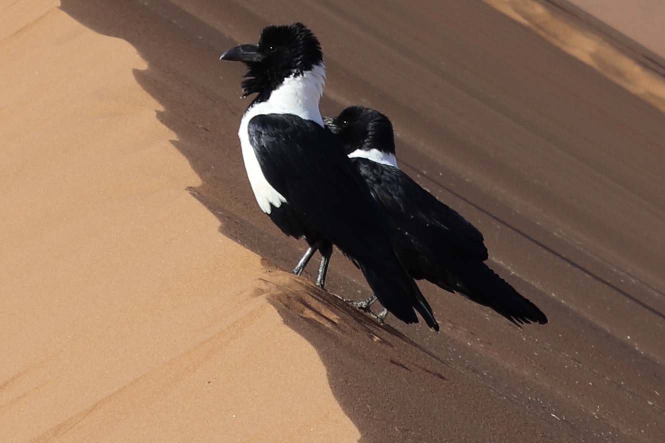 Details : Pied Crow - BirdGuides