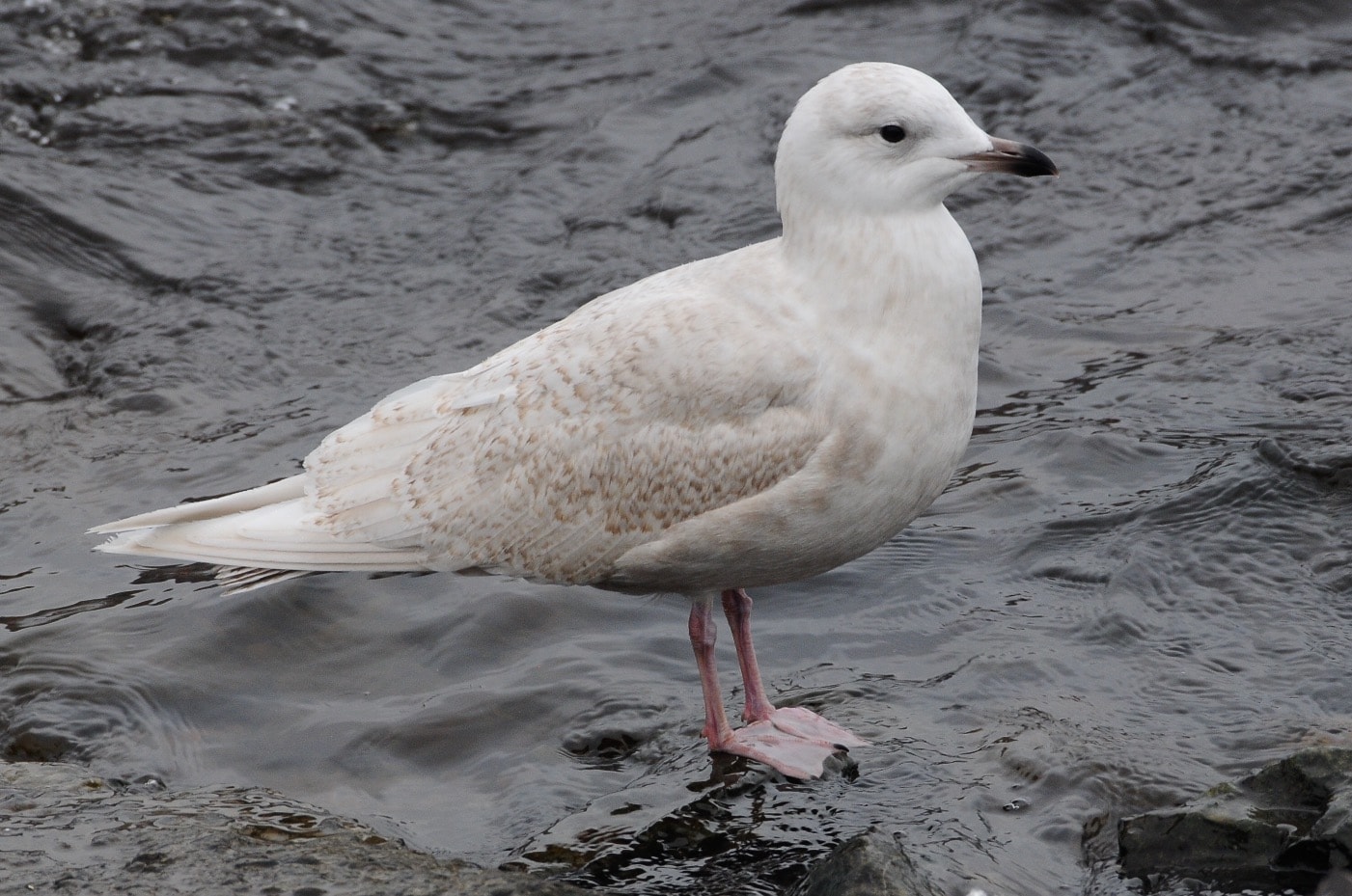 Iceland Gull by Edward Stubbs - BirdGuides