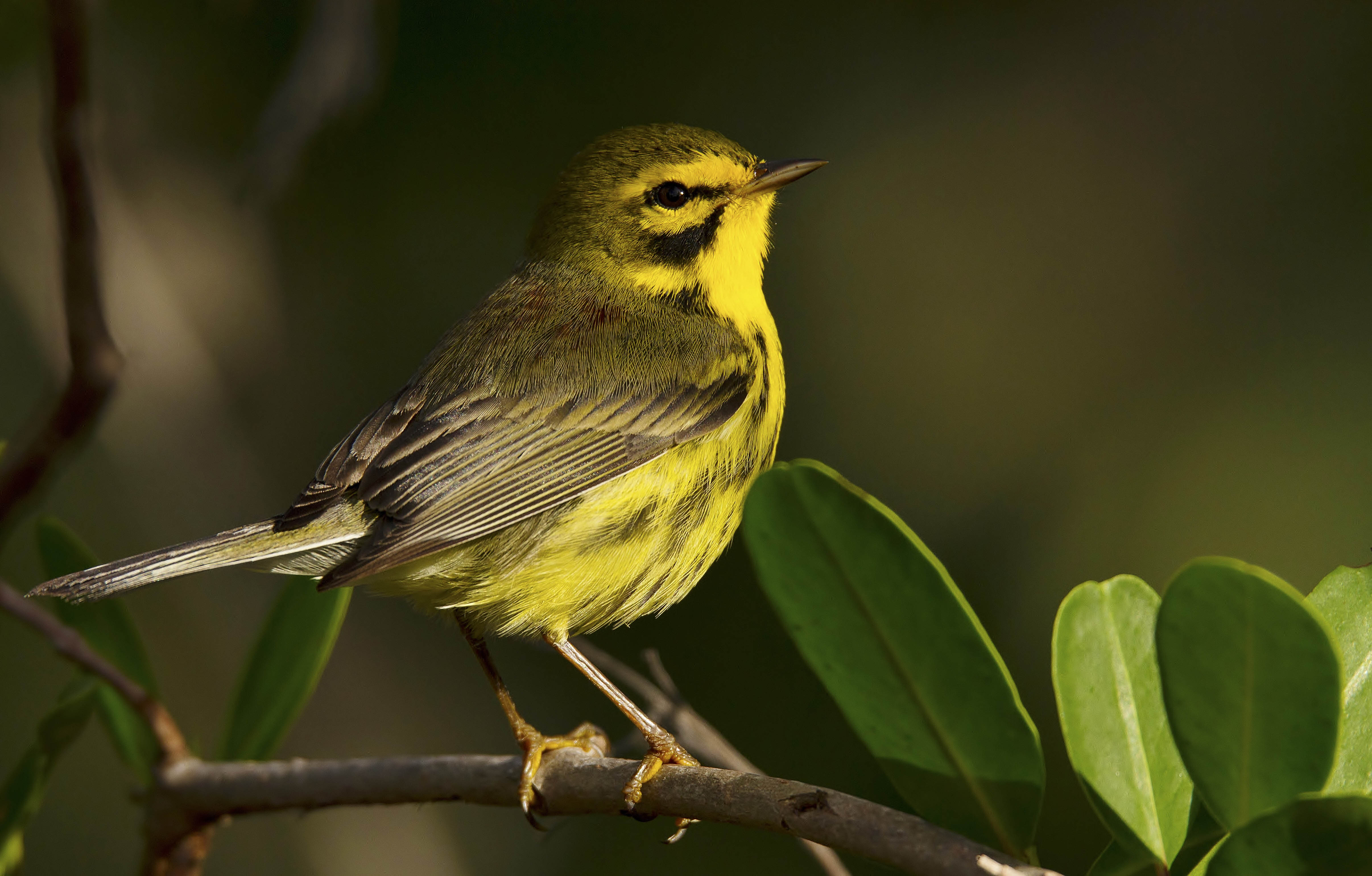 Details : Prairie Warbler - BirdGuides