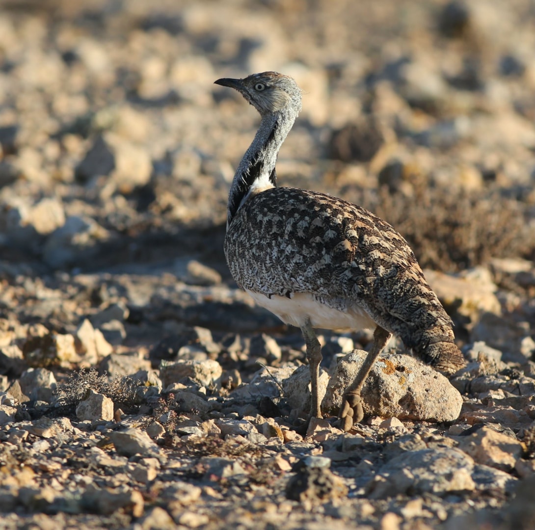 Houbara Bustard by Ellis Lucas - BirdGuides