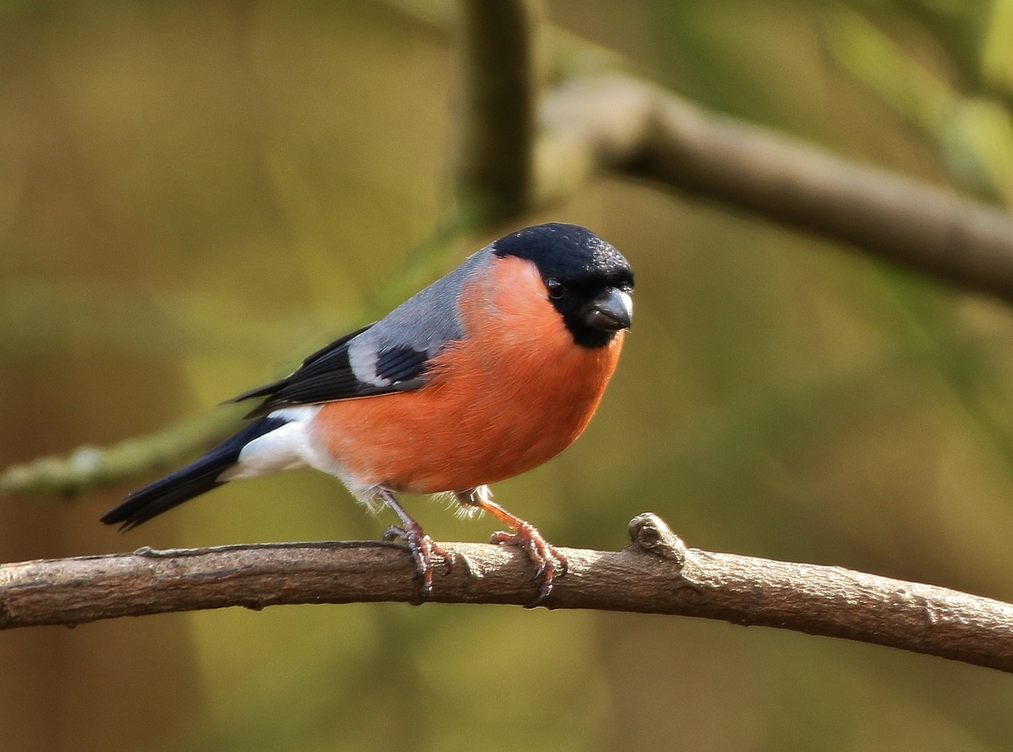 Eurasian Bullfinch by Tony Sutton - BirdGuides