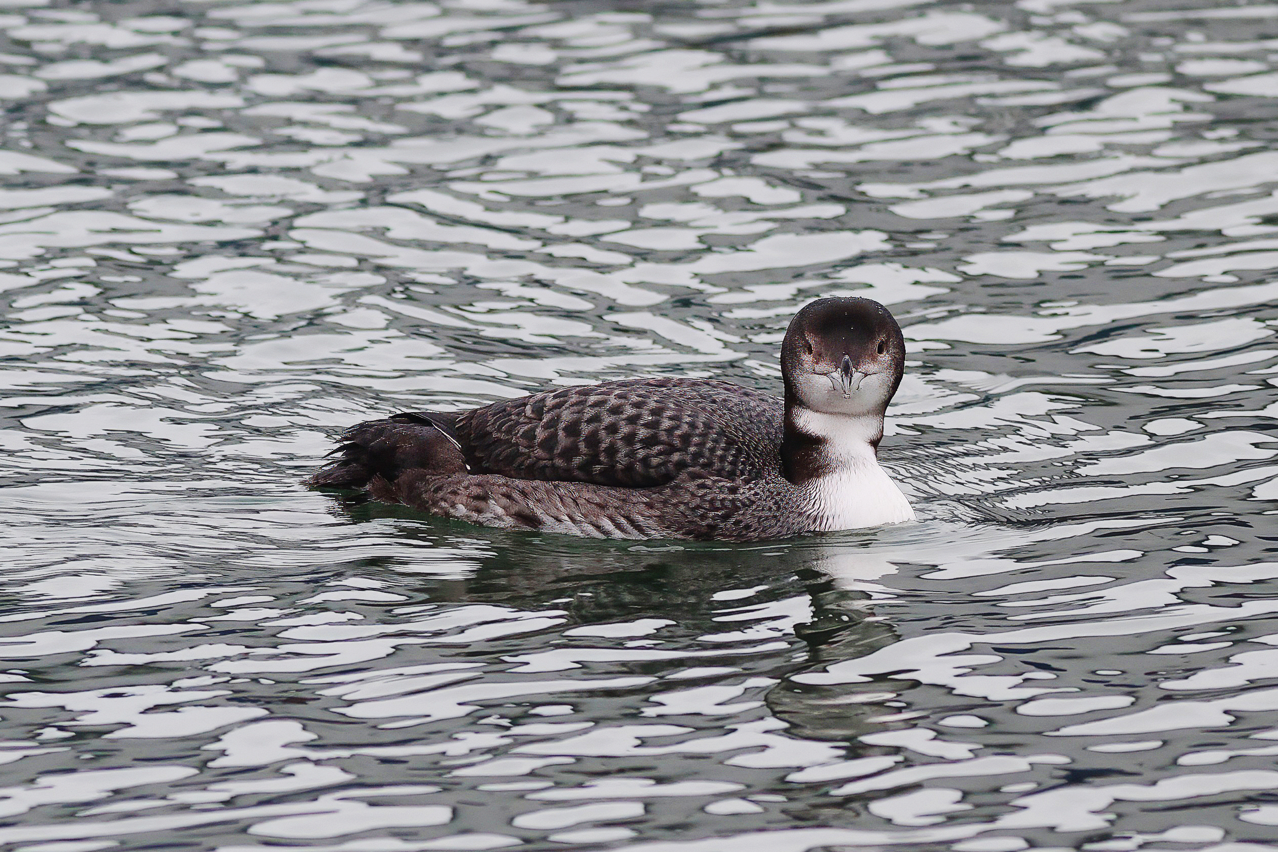 Great Northern Diver by Jan Charteris - BirdGuides