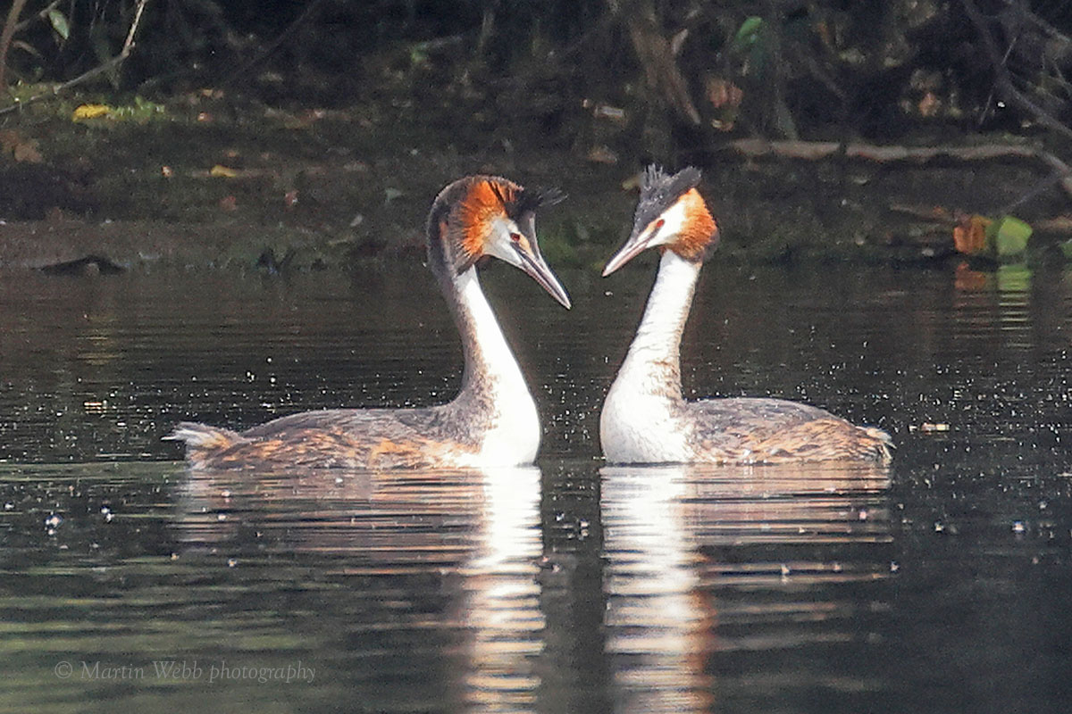 Great Crested Grebe by Martin Webb - BirdGuides