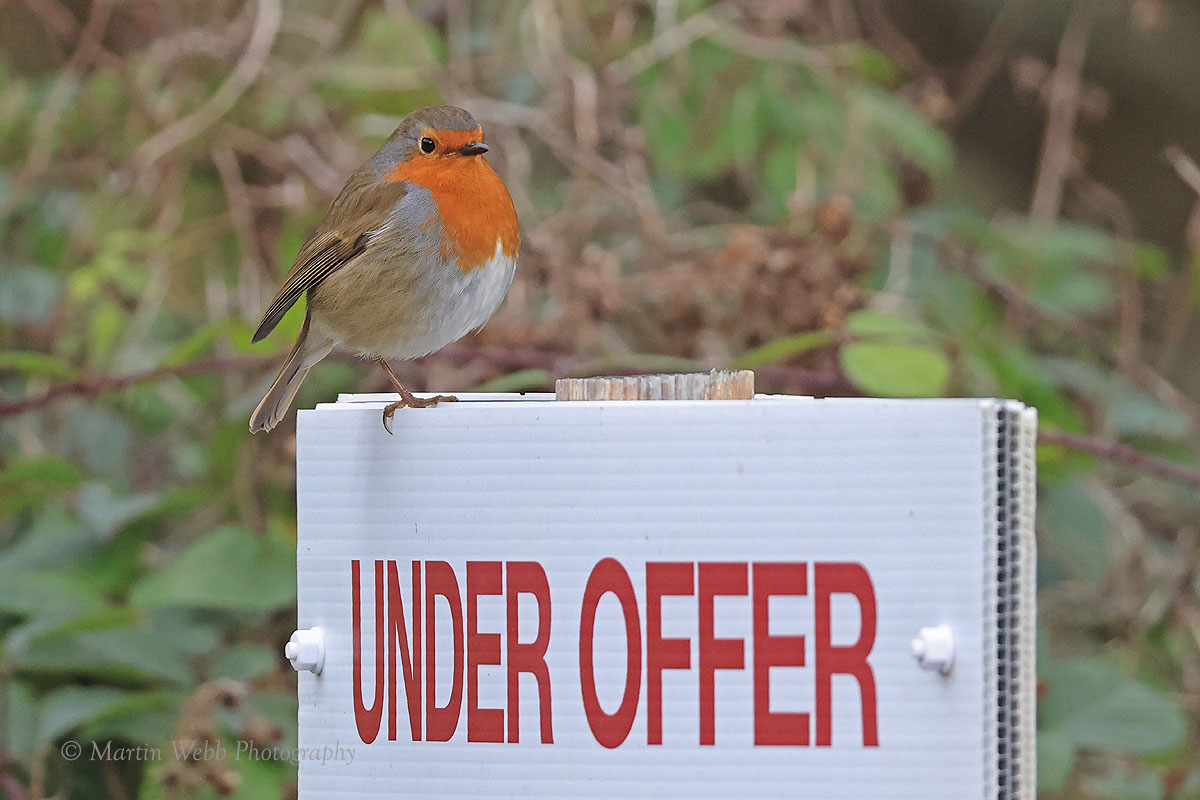 European Robin by Martin Webb - BirdGuides