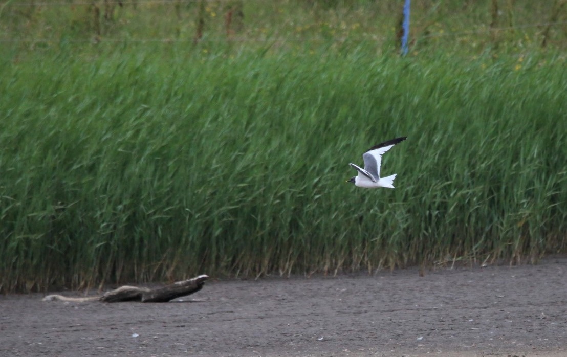 Sabine's Gull by Harry Molloy - BirdGuides