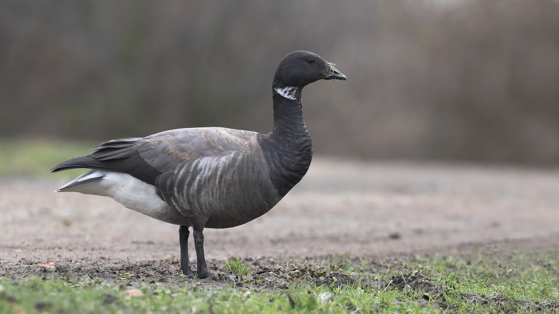 Details : Dark-bellied Brent Goose - BirdGuides