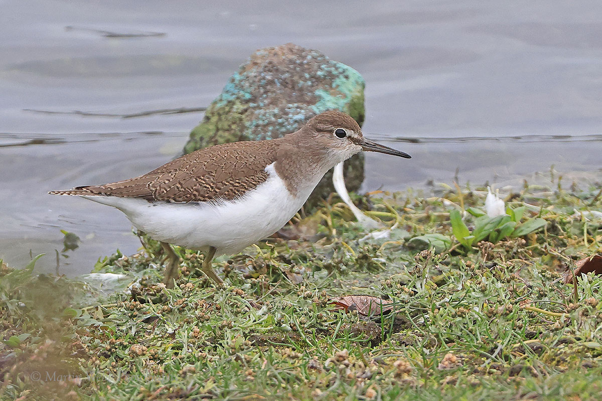 Common Sandpiper by Martin Webb - BirdGuides