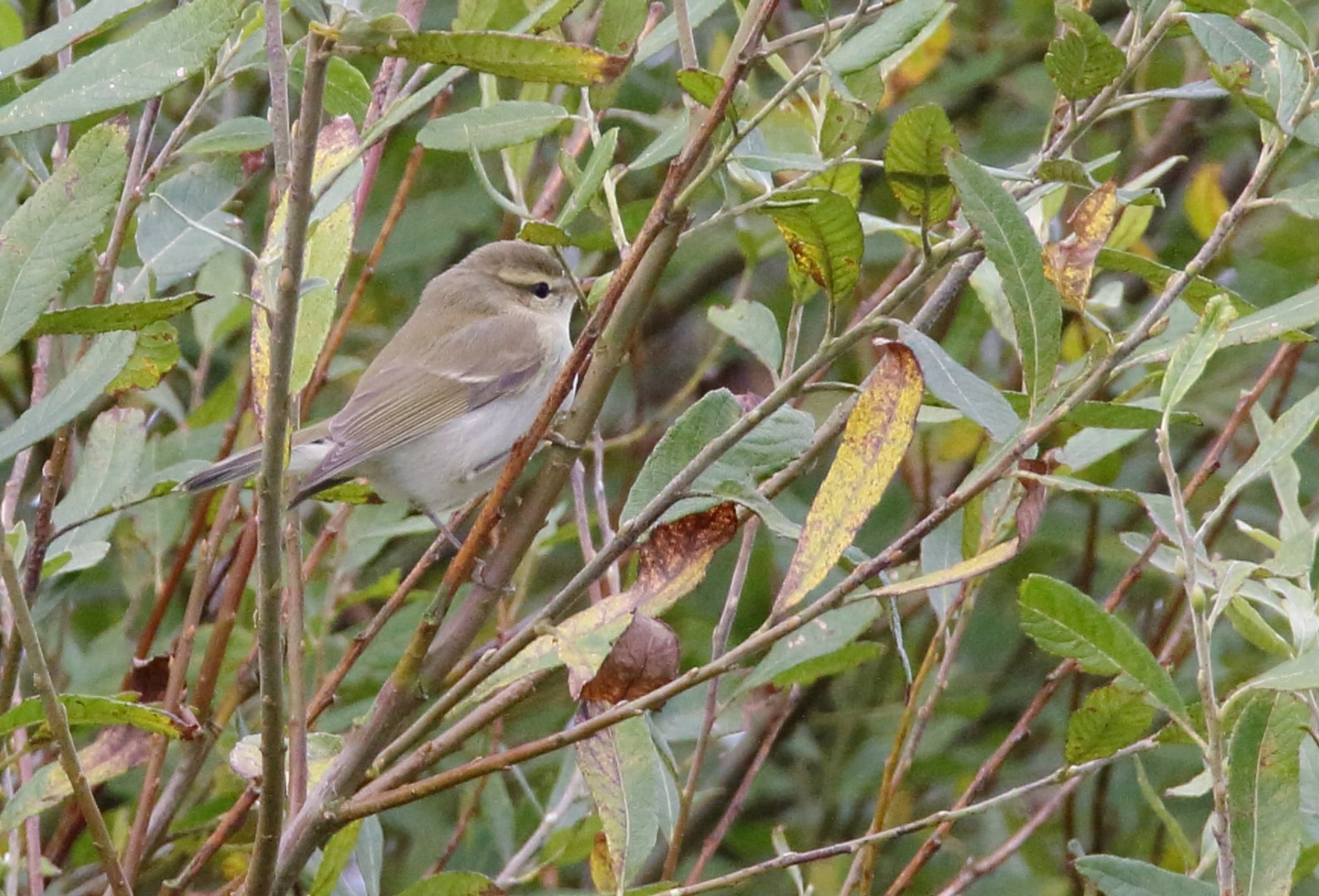 Greenish Warbler by R Thew - BirdGuides