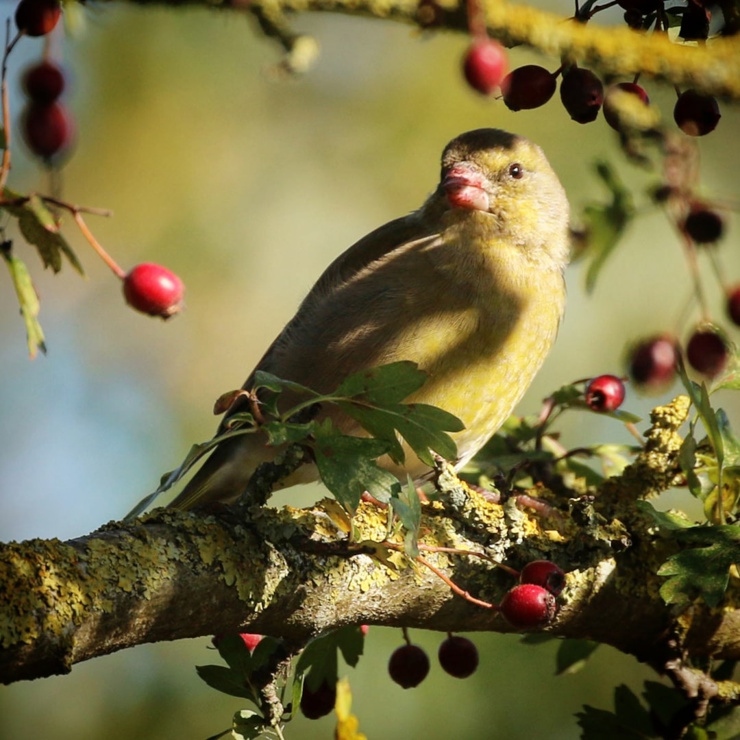 Greenfinch by ADP - BirdGuides