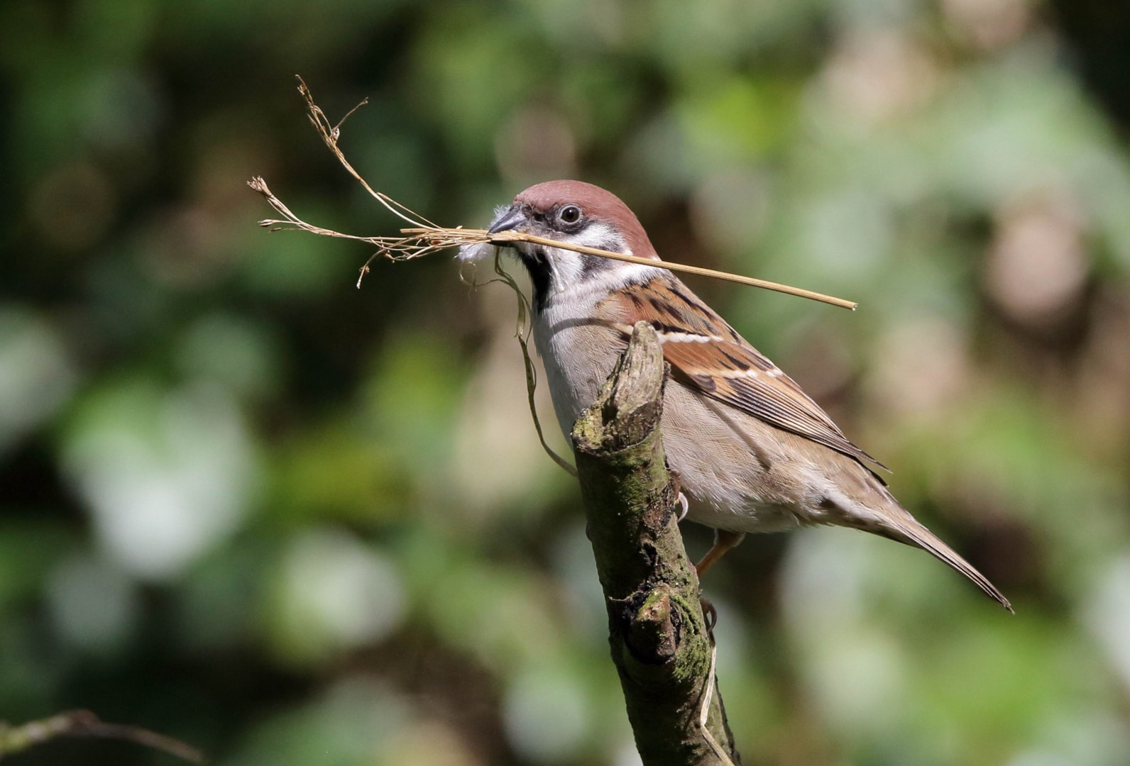 Tree Sparrow by R Thew - BirdGuides