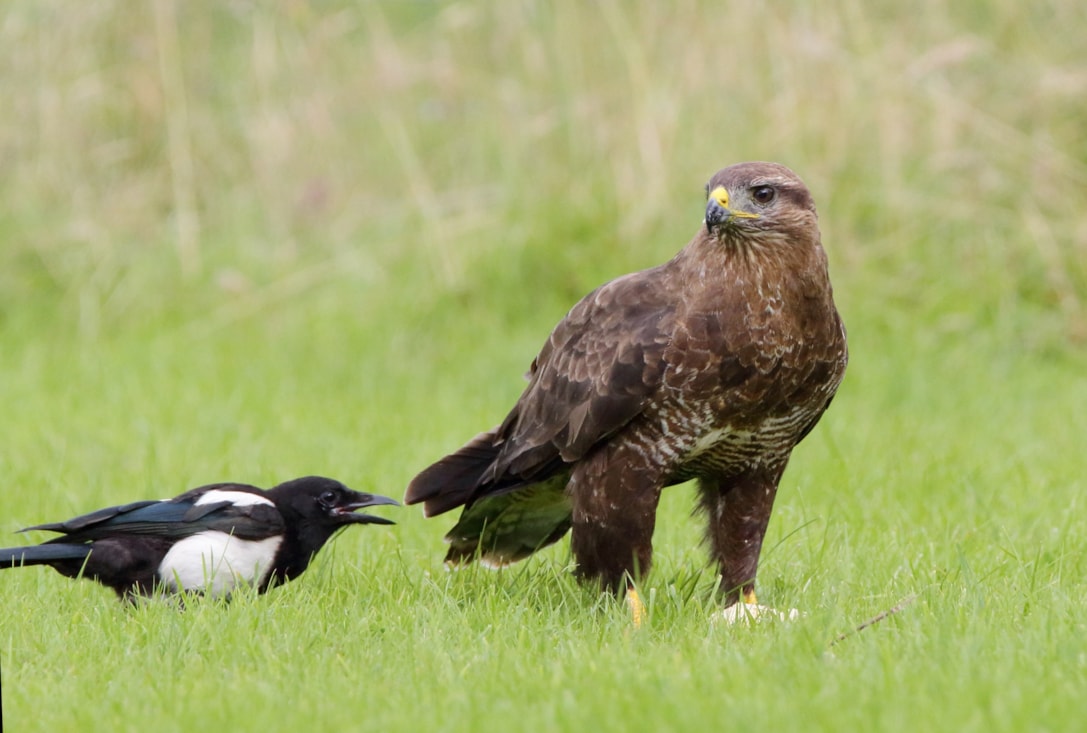 Common Buzzard by R Thew - BirdGuides