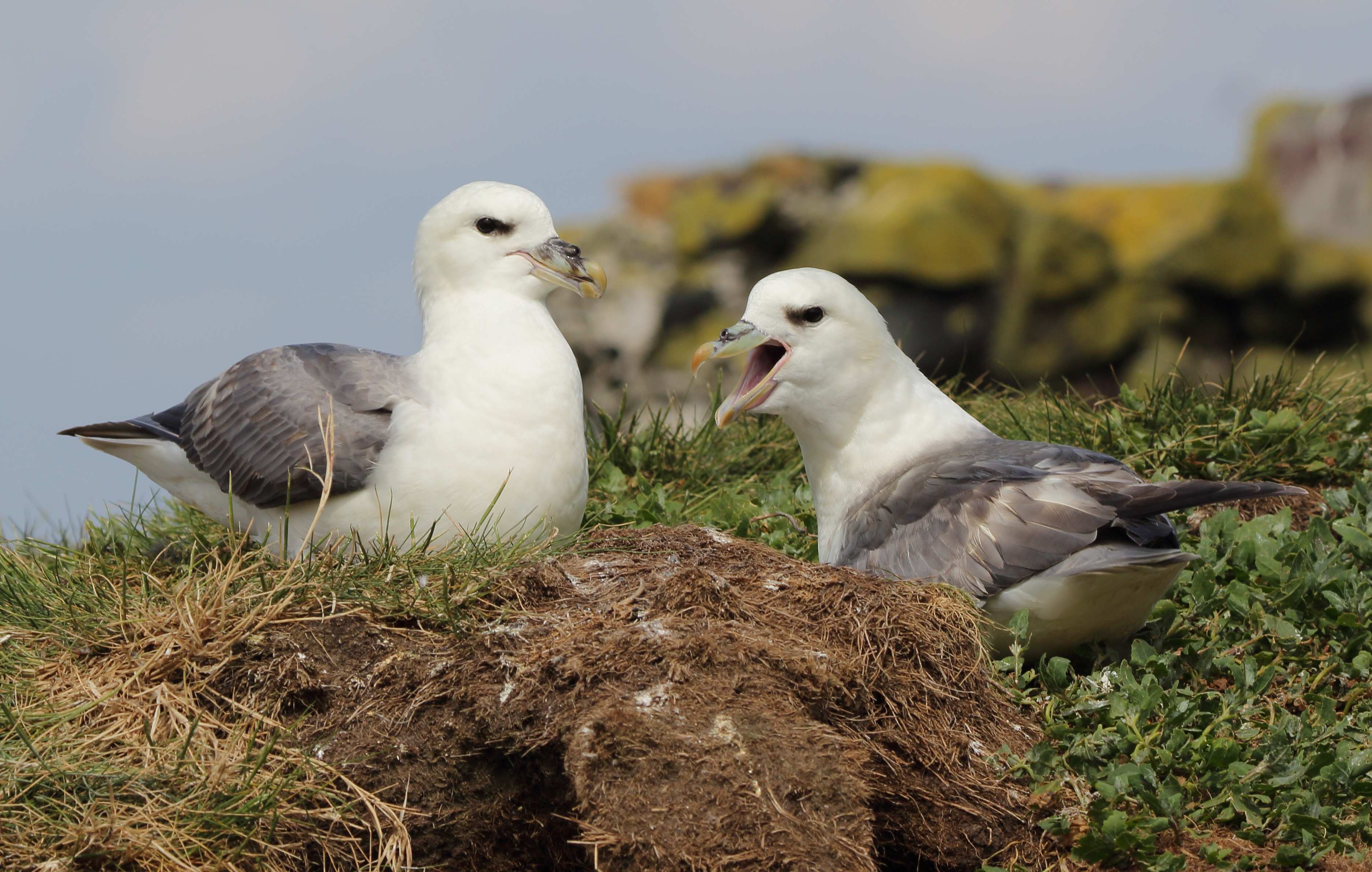 Northern Fulmar by R Thew - BirdGuides