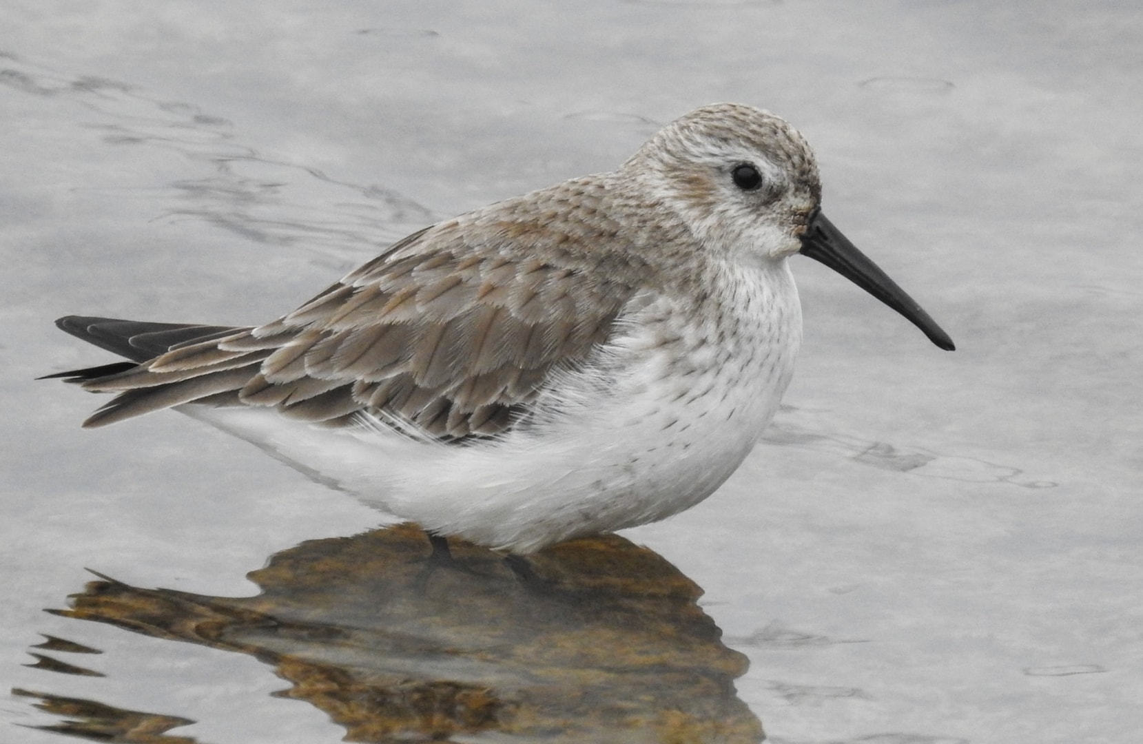 Dunlin by Martin Loftus - BirdGuides
