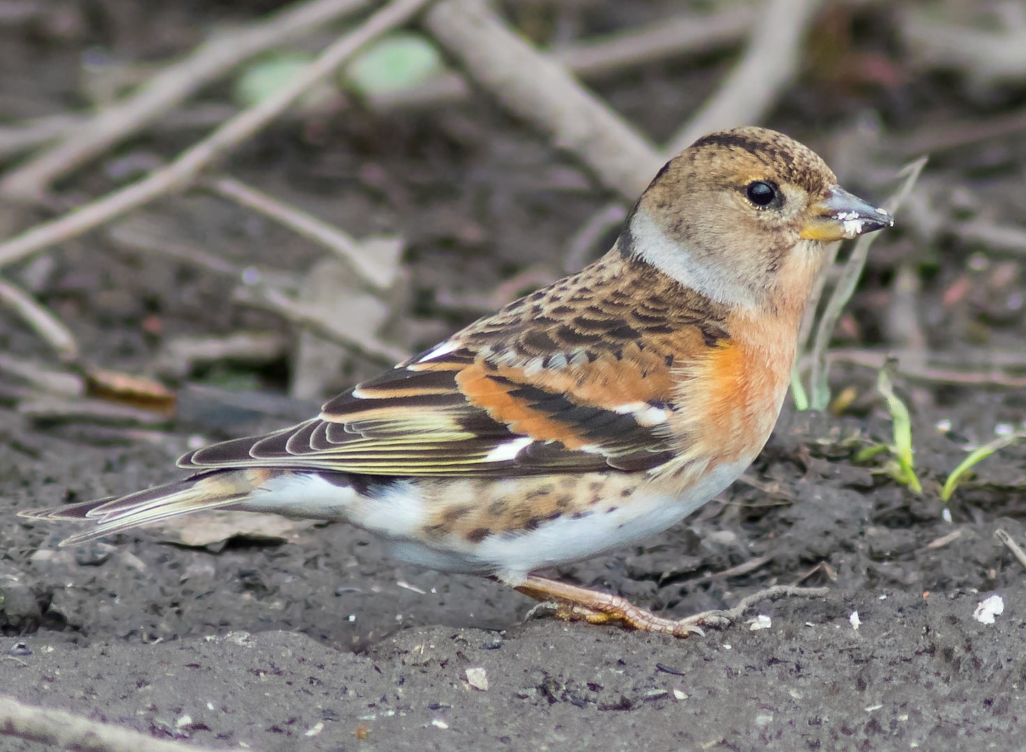 Brambling by Martin Loftus - BirdGuides