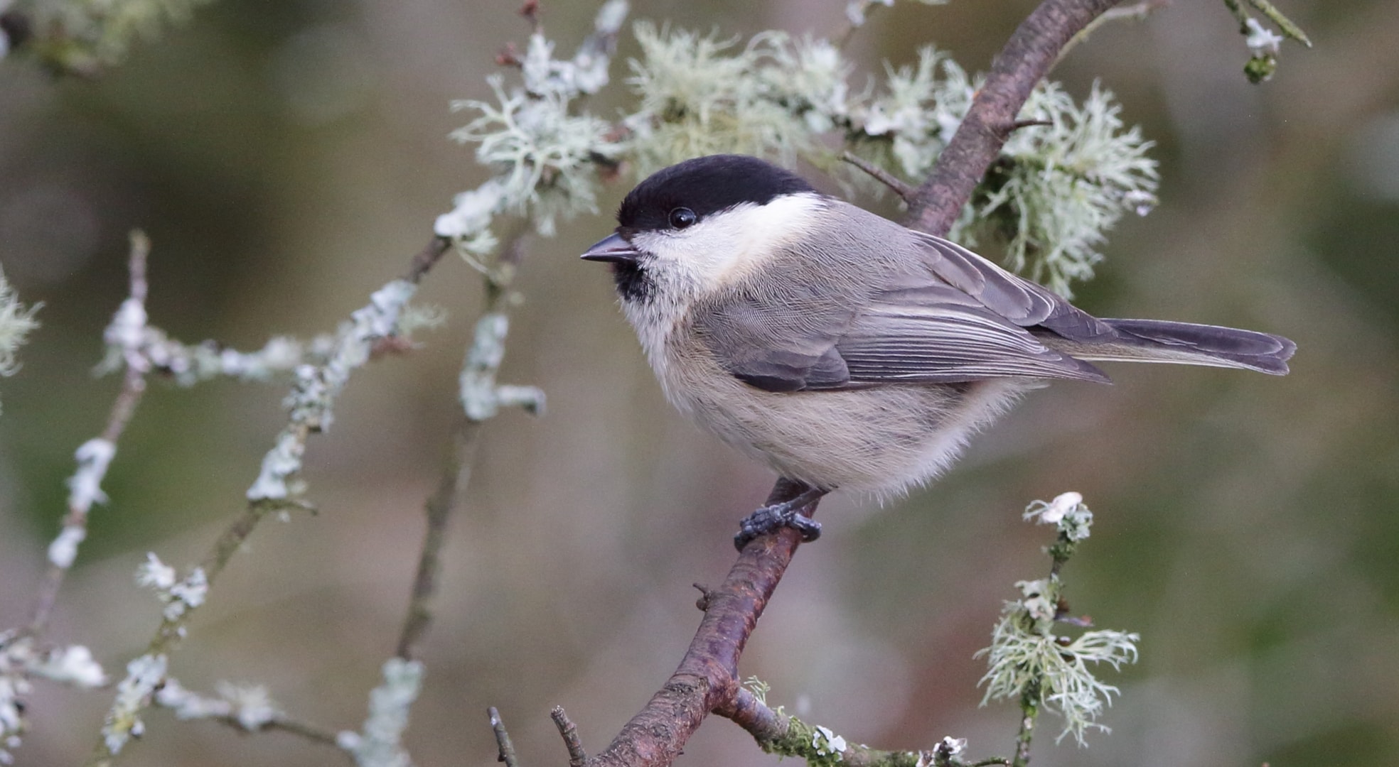 Willow Tit by R Thew - BirdGuides